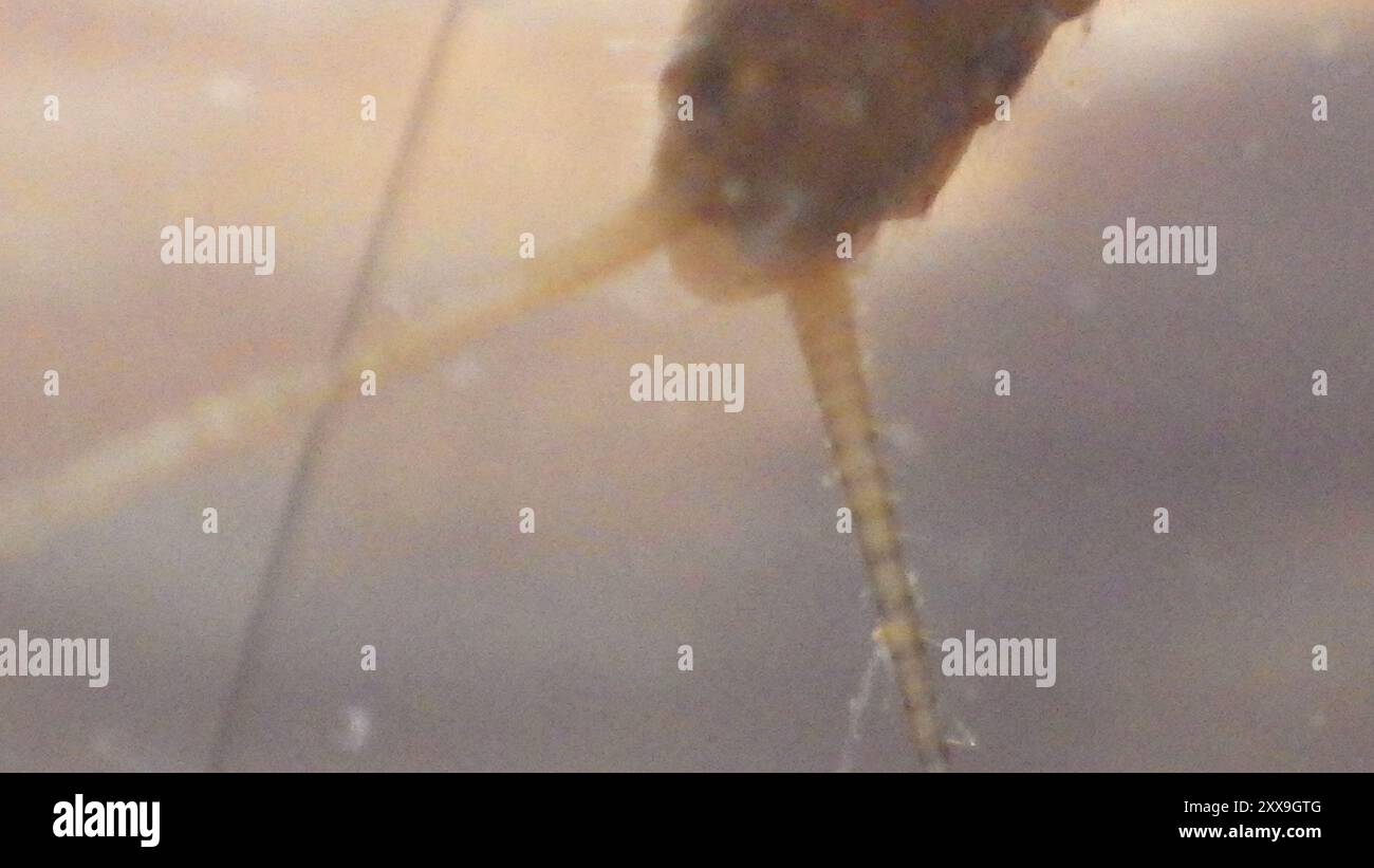 Small Winter Stoneflies (Capniidae) Insecta Stock Photo - Alamy