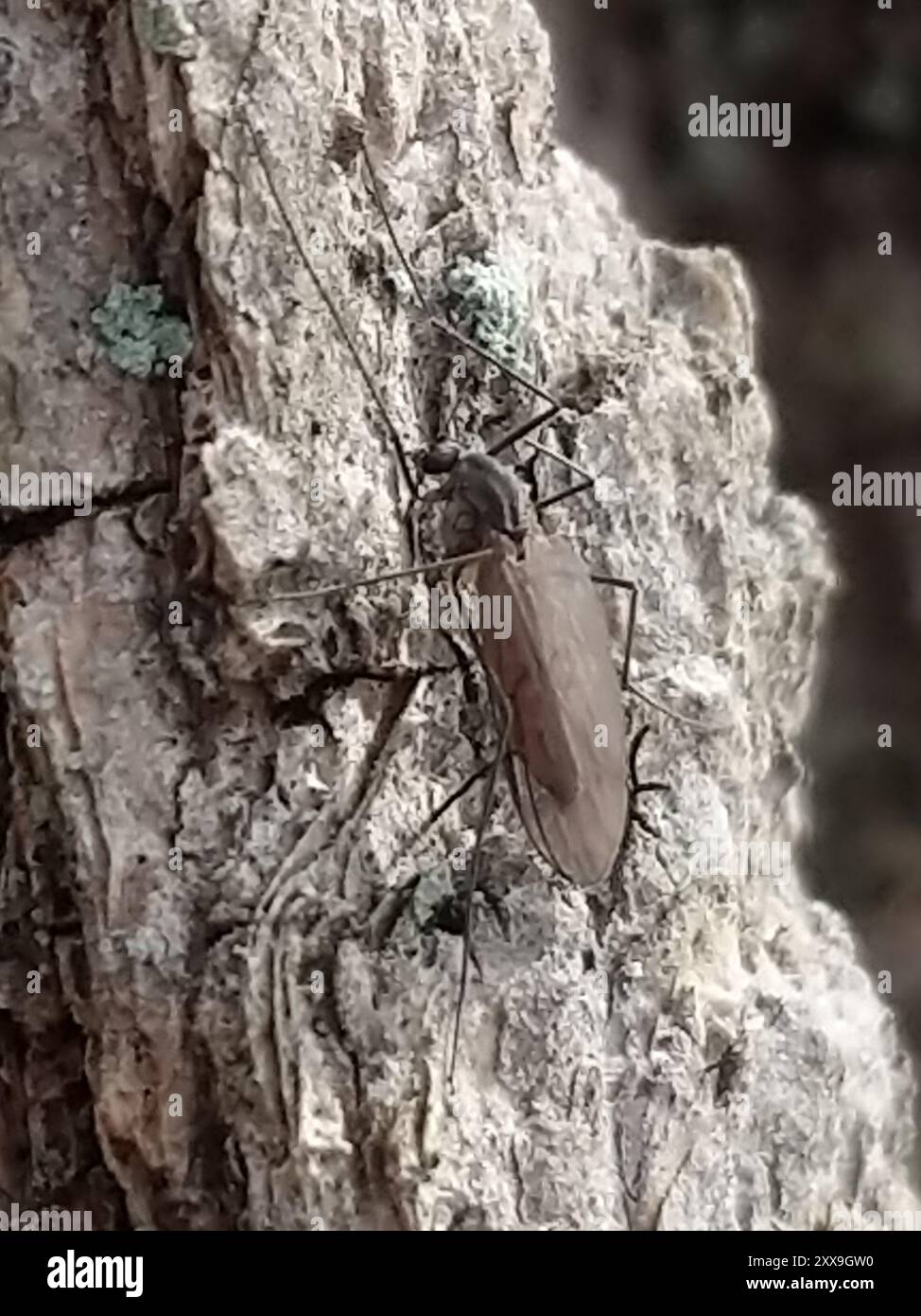 Non-biting Midges (Chironomidae) Insecta Stock Photo - Alamy