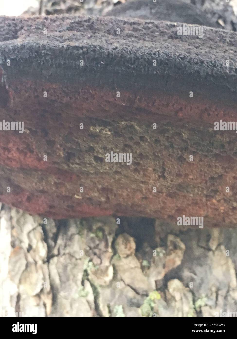 Hairy Hexagonia (Hexagonia hydnoides) Fungi Stock Photo - Alamy