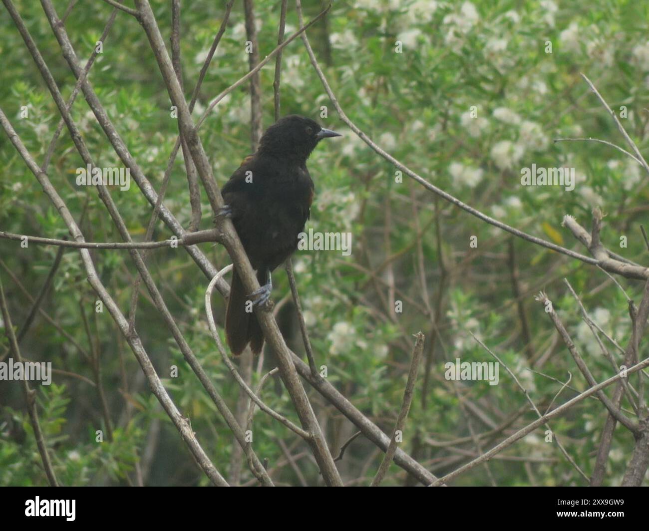 Variable oriole icterus pyrrhopterus hi-res stock photography and ...