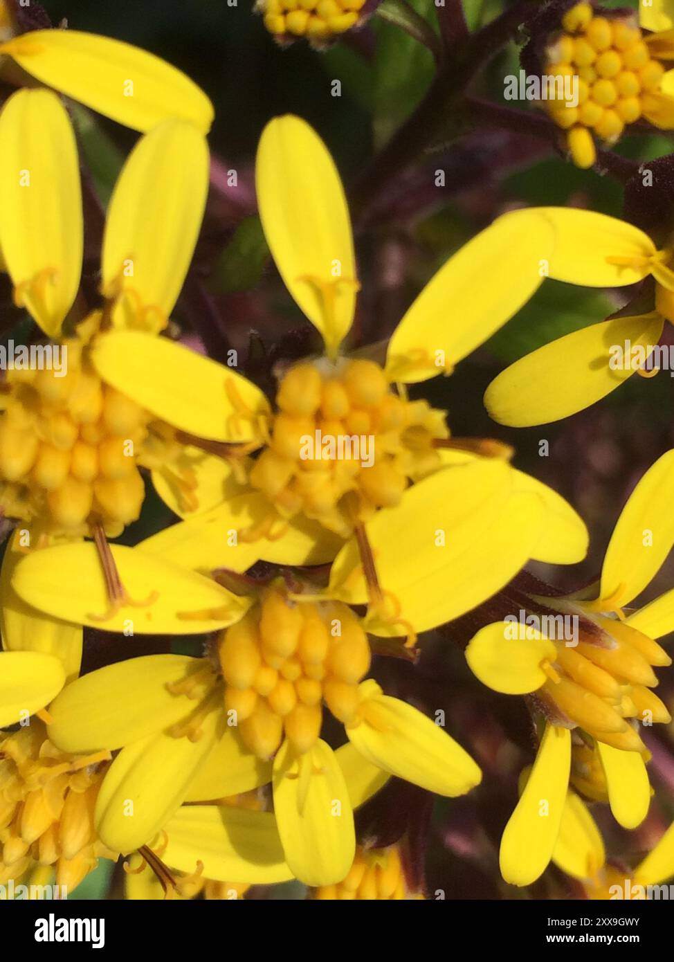 velvet groundsel (Roldana petasitis) Plantae Stock Photo - Alamy
