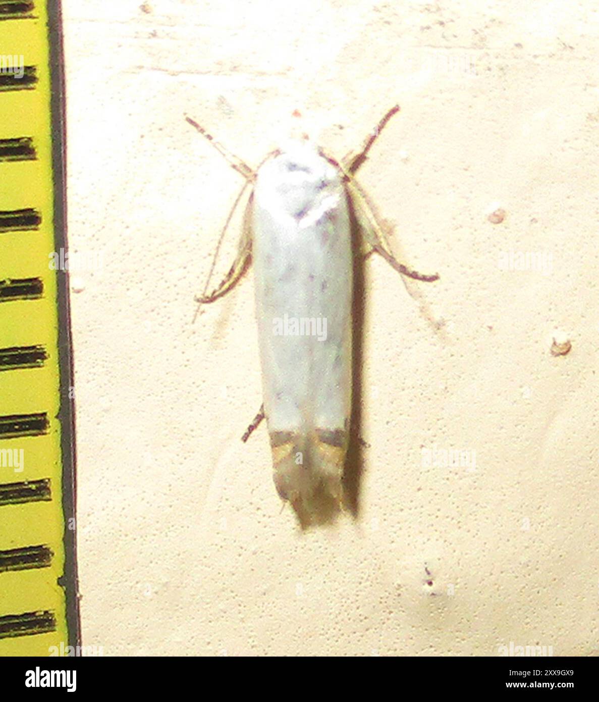 Twirler Moths (Gelechiidae) Insecta Stock Photo - Alamy