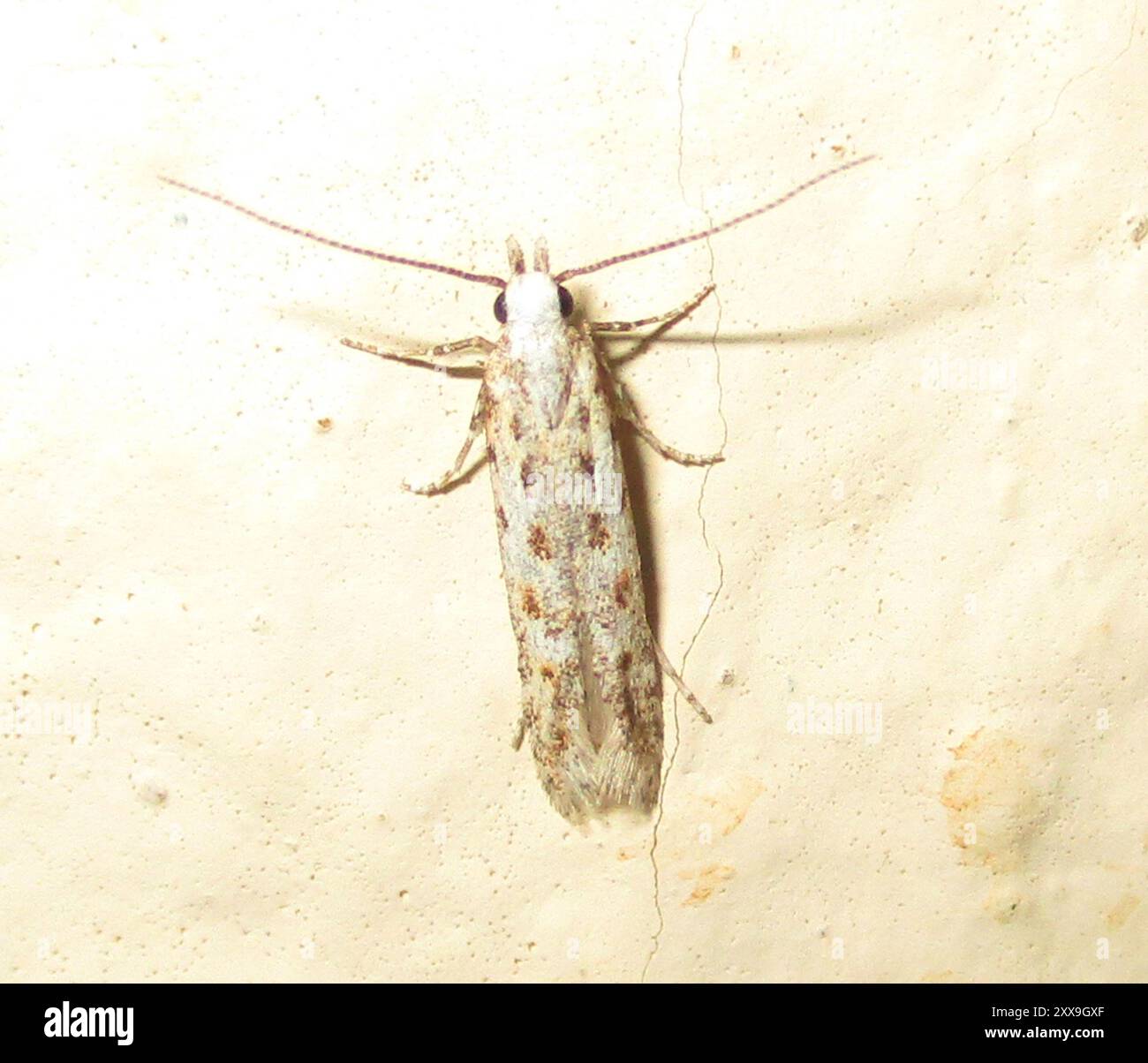 Twirler Moths (Gelechiidae) Insecta Stock Photo - Alamy