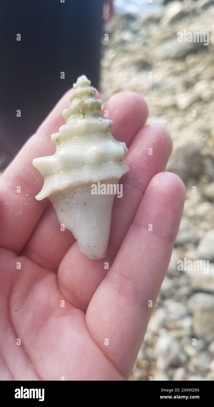 Queen Conch (Aliger gigas) Mollusca Stock Photo - Alamy