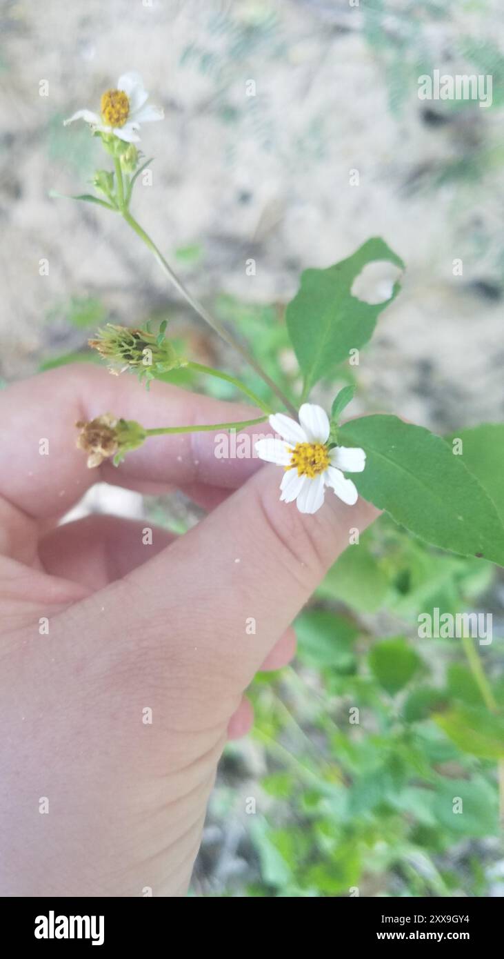 White beggarticks (Bidens alba) Plantae Stock Photo - Alamy