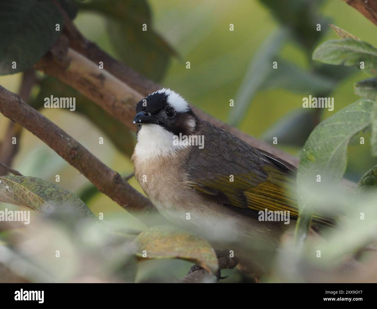 Taiwan Bulbul (Pycnonotus sinensis formosae) Aves Stock Photo - Alamy