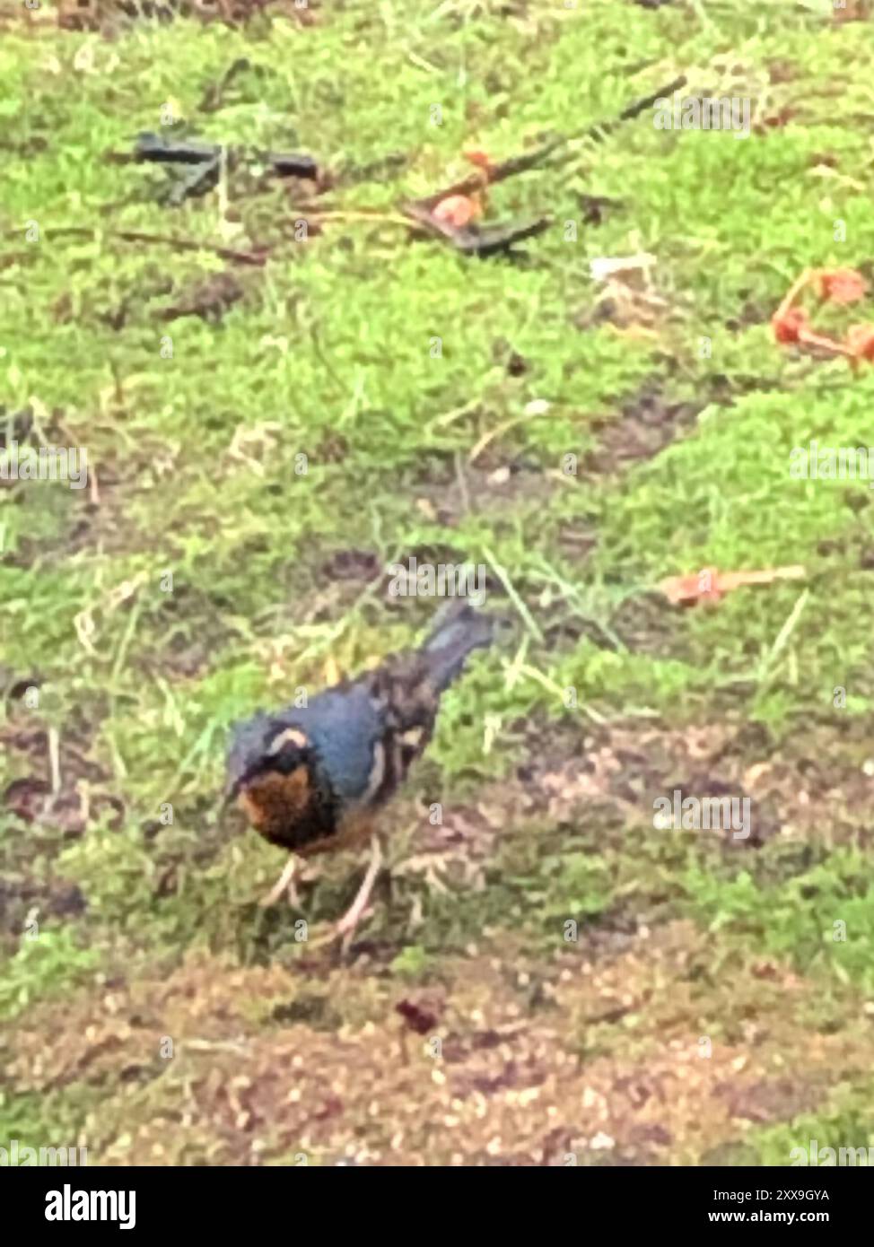 Varied Thrush (Ixoreus naevius) Aves Stock Photo - Alamy
