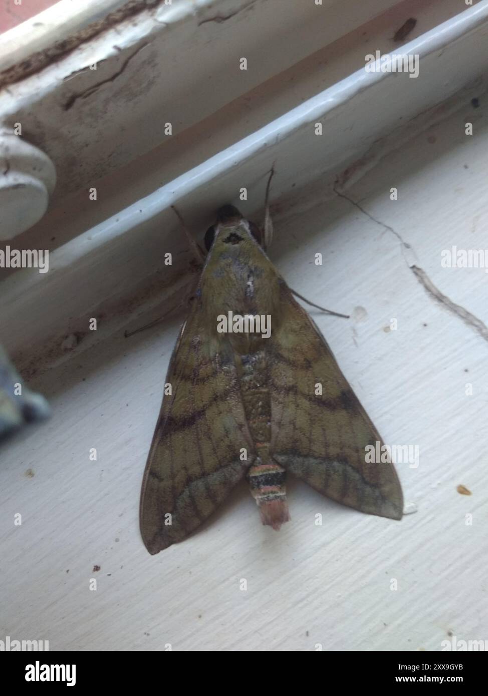 Comma Nephele (Nephele comma) Insecta Stock Photo - Alamy