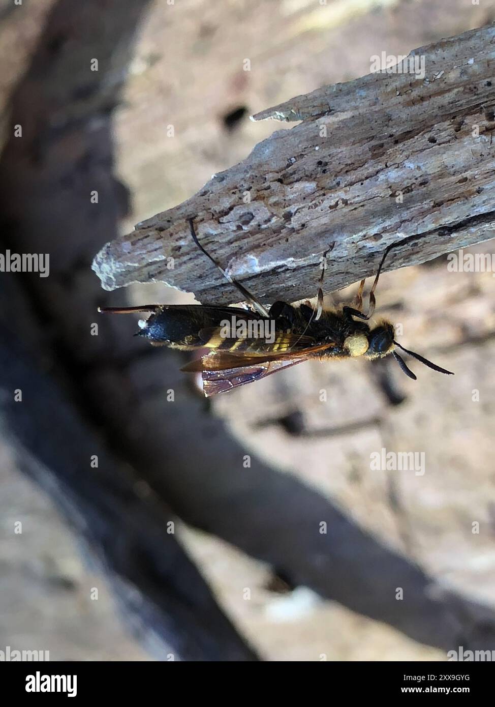 Asian Horntail (Eriotremex formosanus) Insecta Stock Photo - Alamy