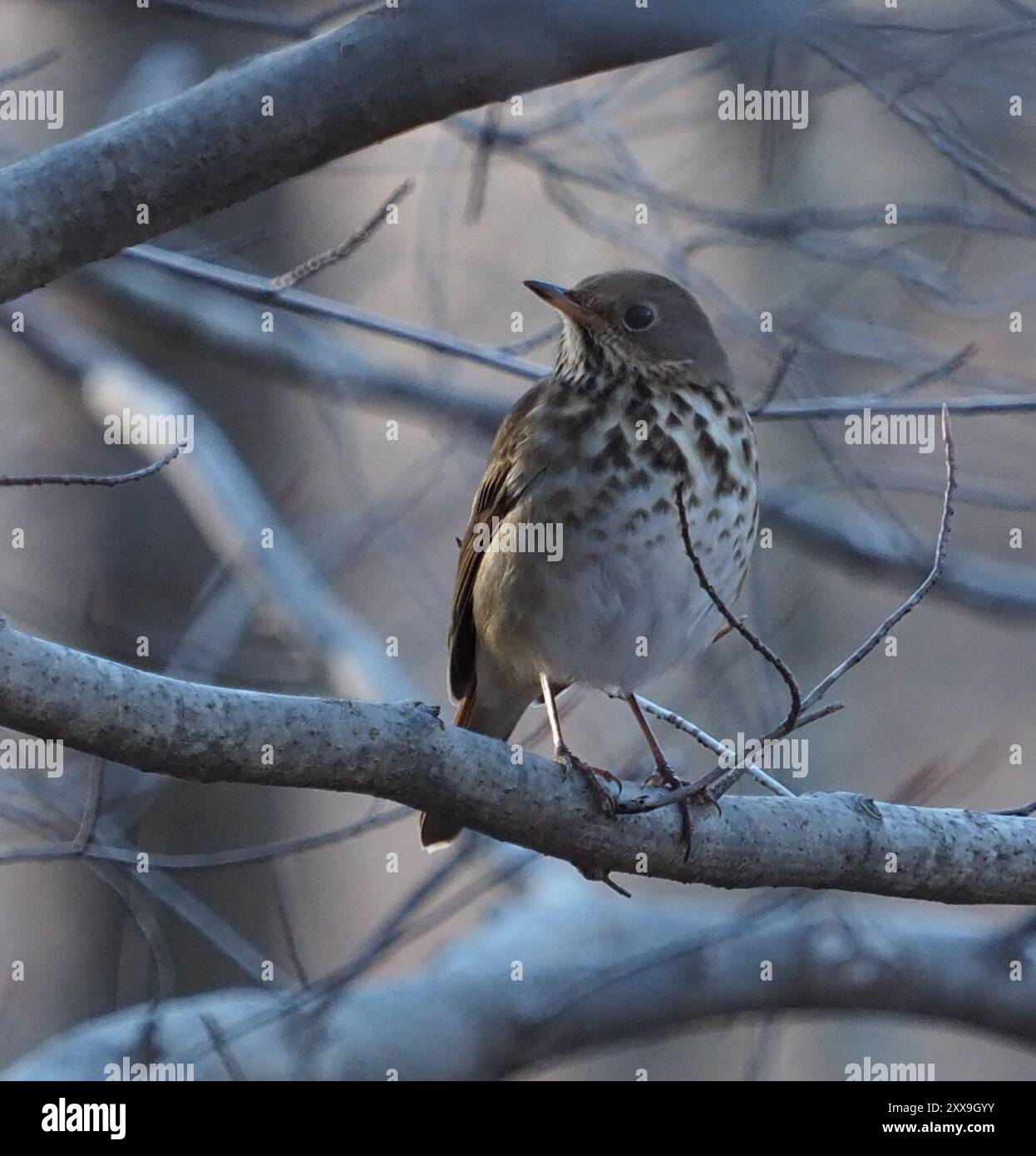 Hermit Thrush (Catharus guttatus) Aves Stock Photo - Alamy