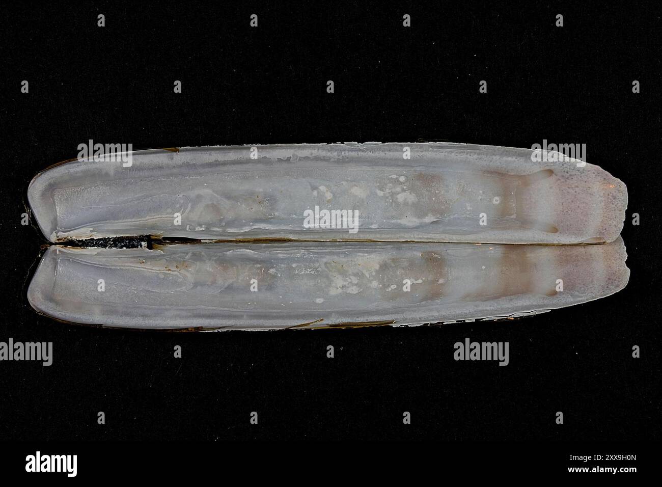 Ensis magnus hi-res stock photography and images - Alamy