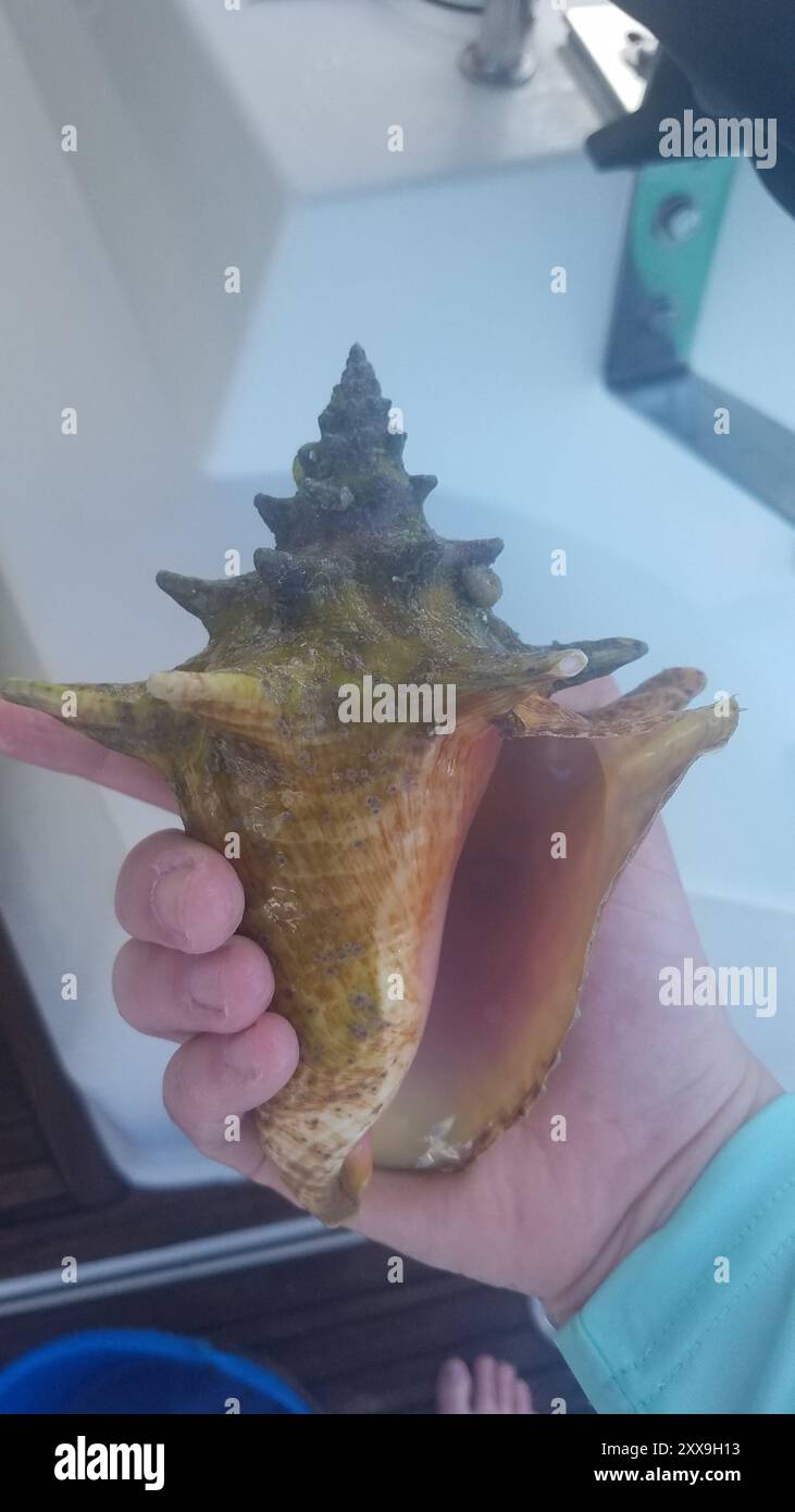 Queen Conch (Aliger gigas) Mollusca Stock Photo - Alamy