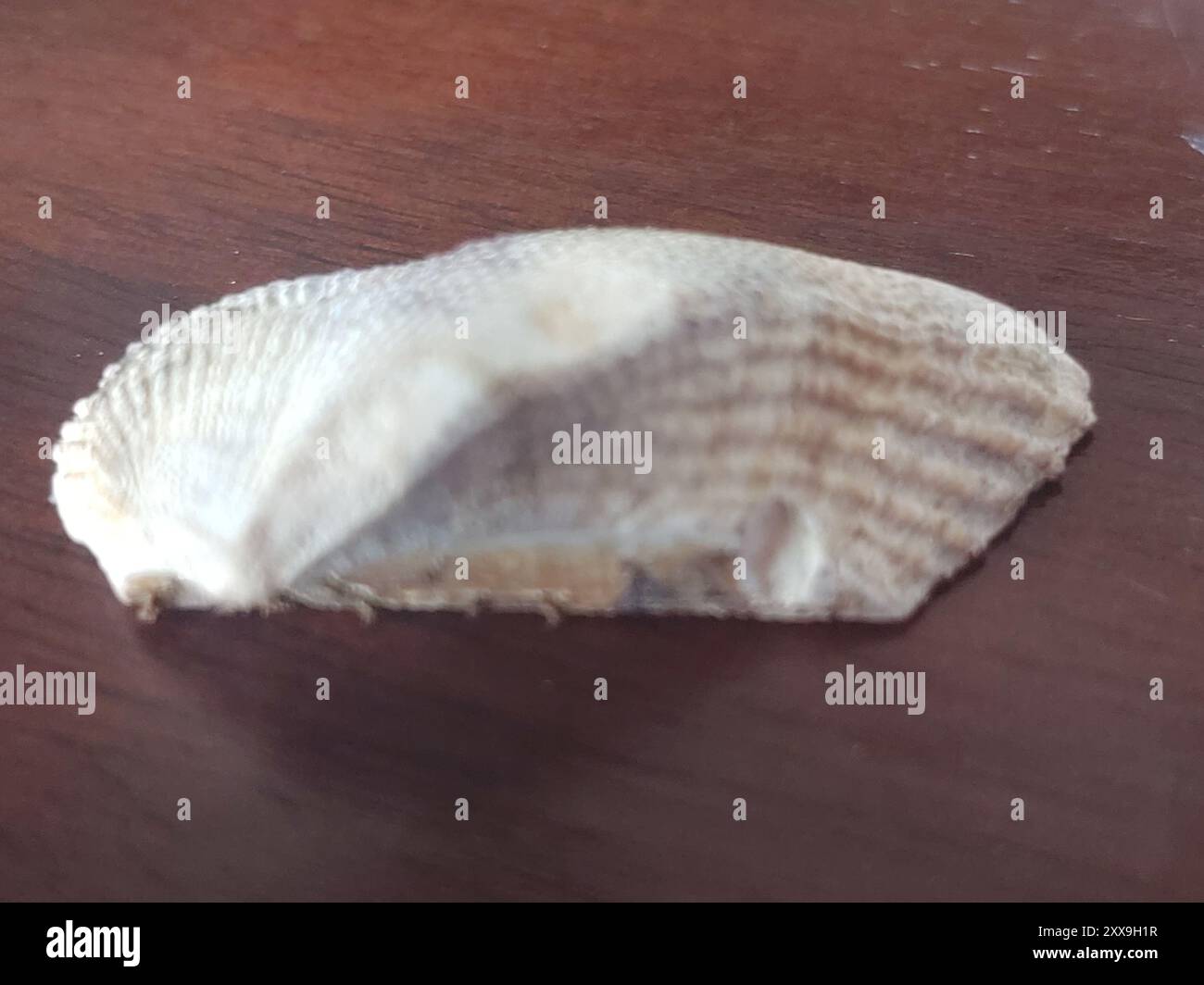 Mossy Ark (Lamarcka imbricata) Mollusca Stock Photo - Alamy