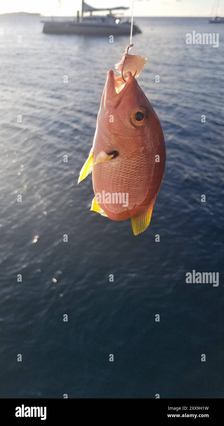 Blackfin Snapper (Lutjanus buccanella) Actinopterygii Stock Photo - Alamy
