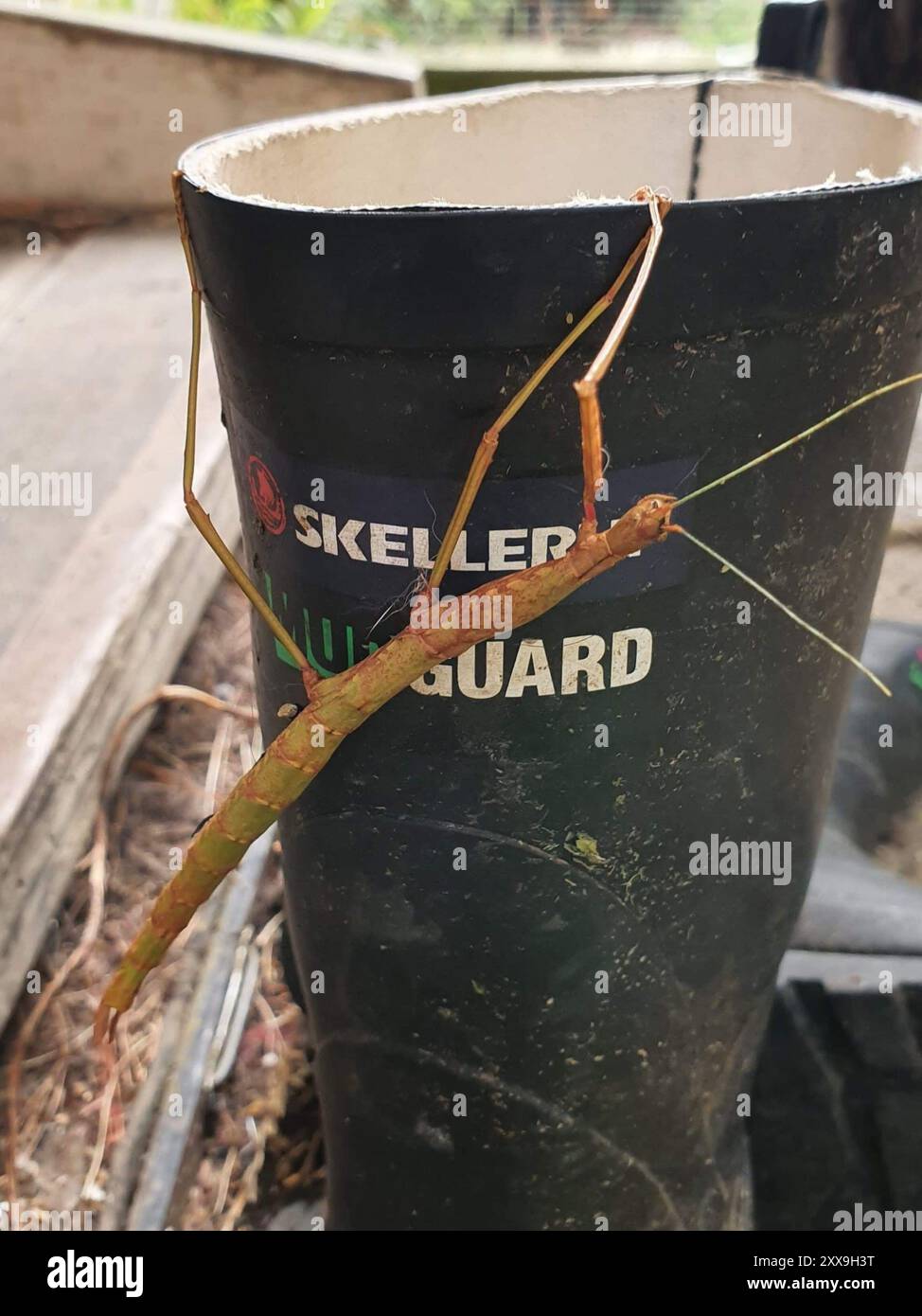unarmed stick-insect (Acanthoxyla inermis) Insecta Stock Photo - Alamy