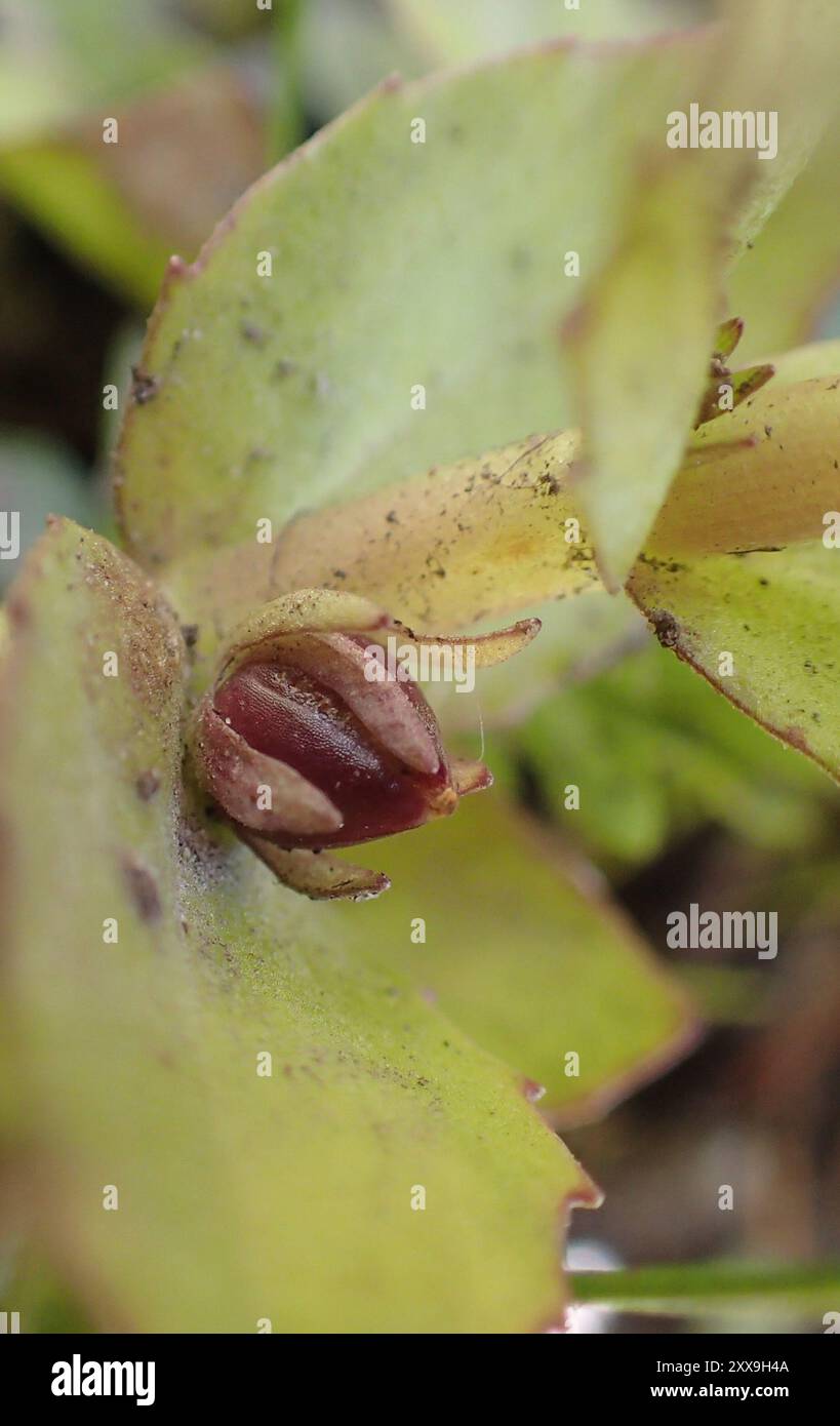 Austral Brooklime (Gratiola peruviana) Plantae Stock Photo - Alamy