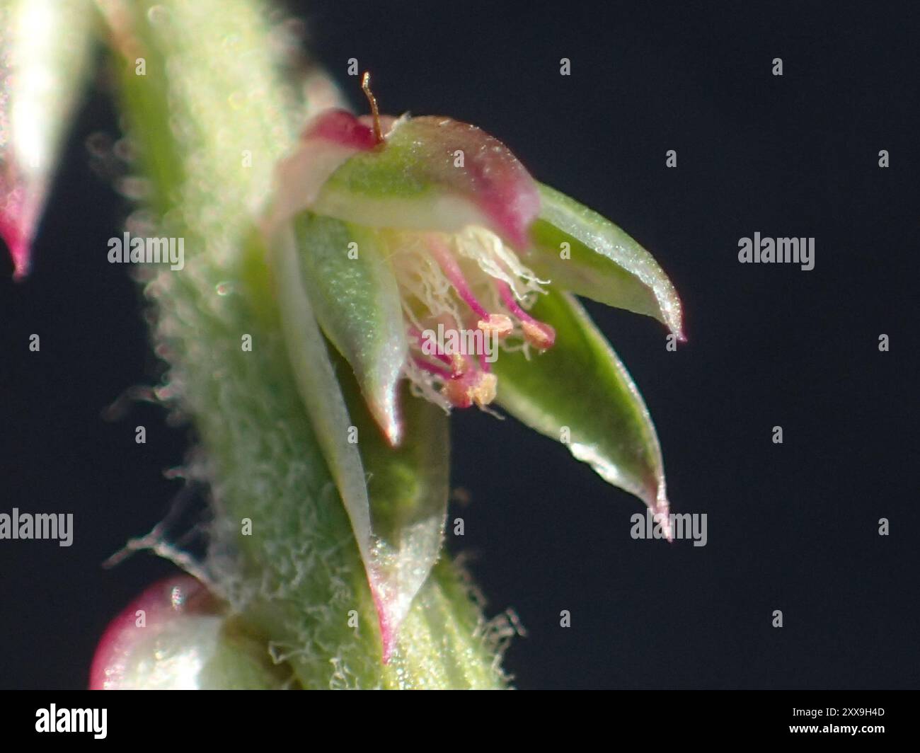 (Achyranthes aspera indica) Plantae Stock Photo - Alamy
