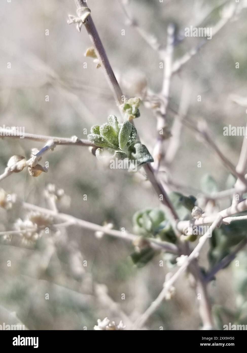 Cattle Saltbush (Atriplex polycarpa) Plantae Stock Photo - Alamy