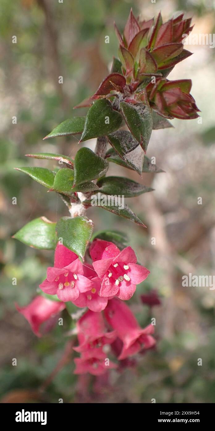 Common Heath (Epacris impressa) Plantae Stock Photo - Alamy