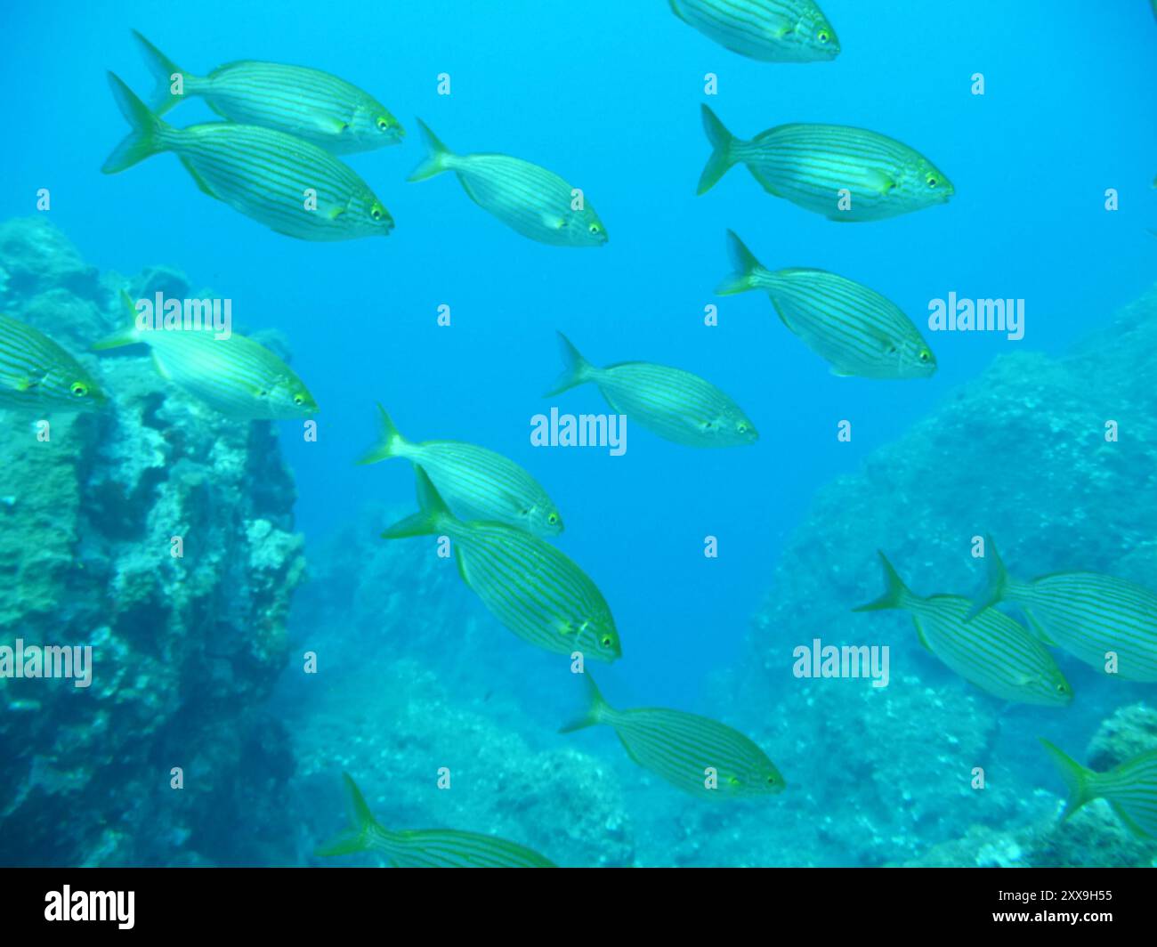 Salema Porgy (Sarpa salpa) Actinopterygii Stock Photo - Alamy