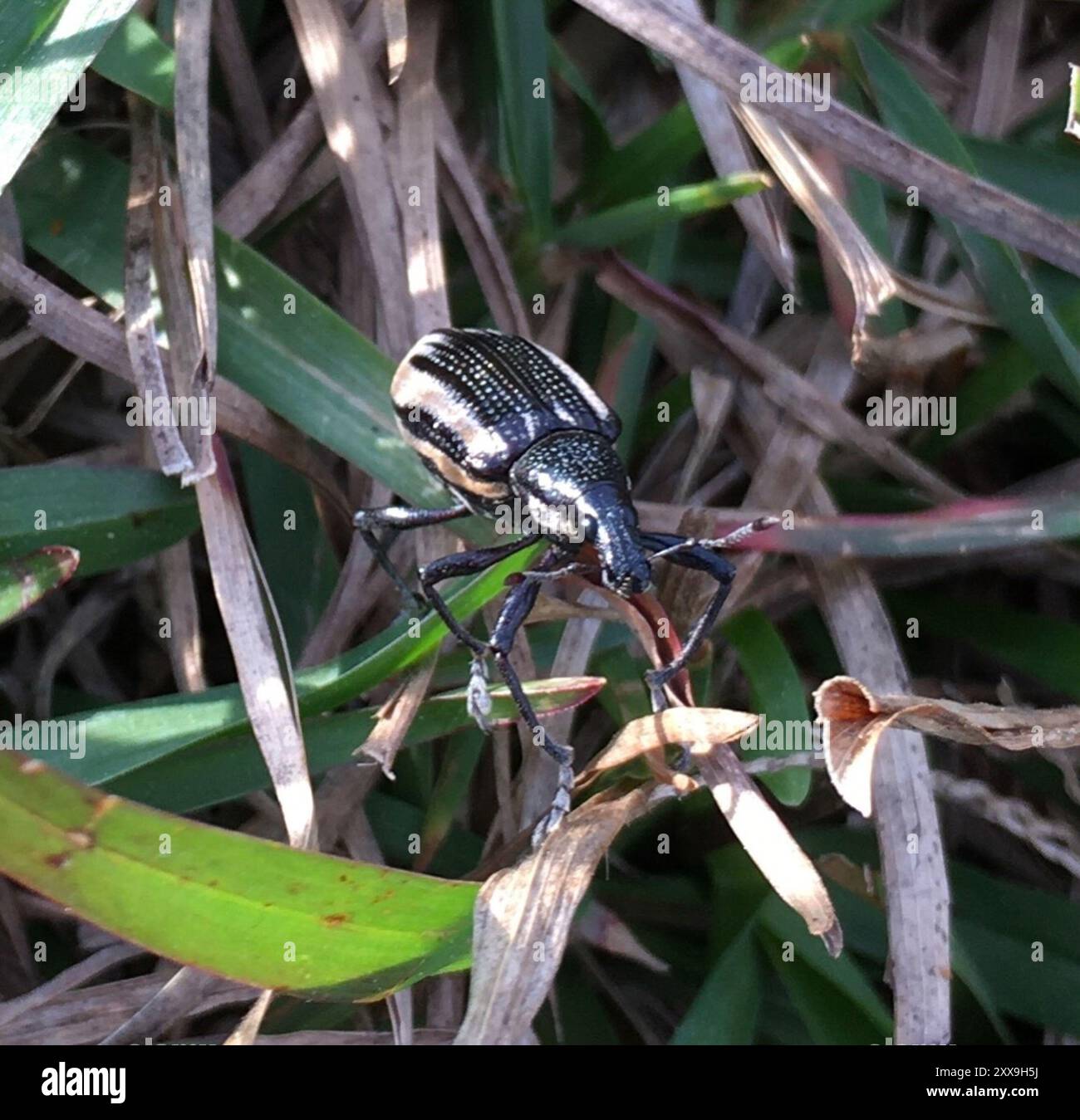 Diaprepes Root Weevil (Diaprepes abbreviatus) Insecta Stock Photo - Alamy
