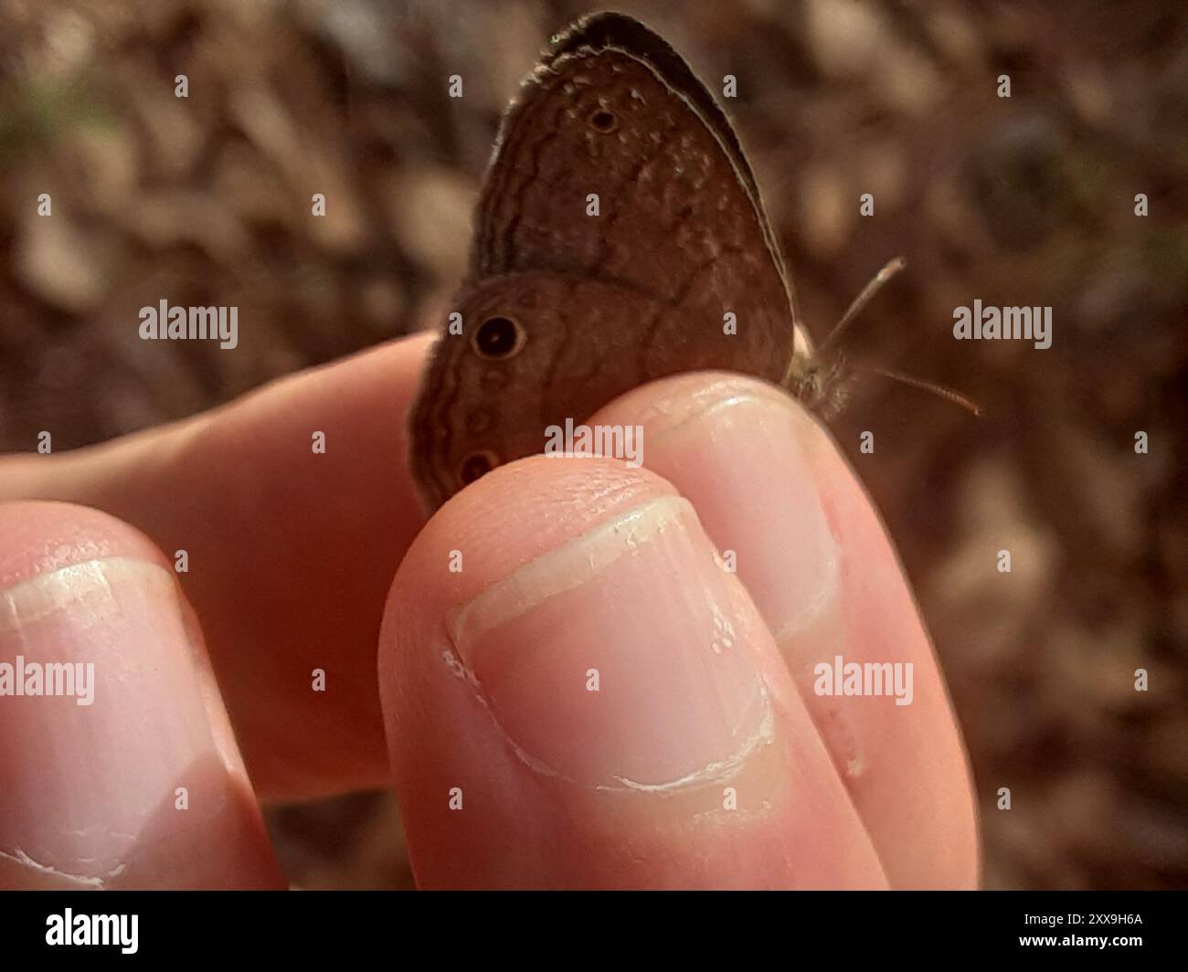 Carolina Satyr (Hermeuptychia sosybius) Insecta Stock Photo - Alamy