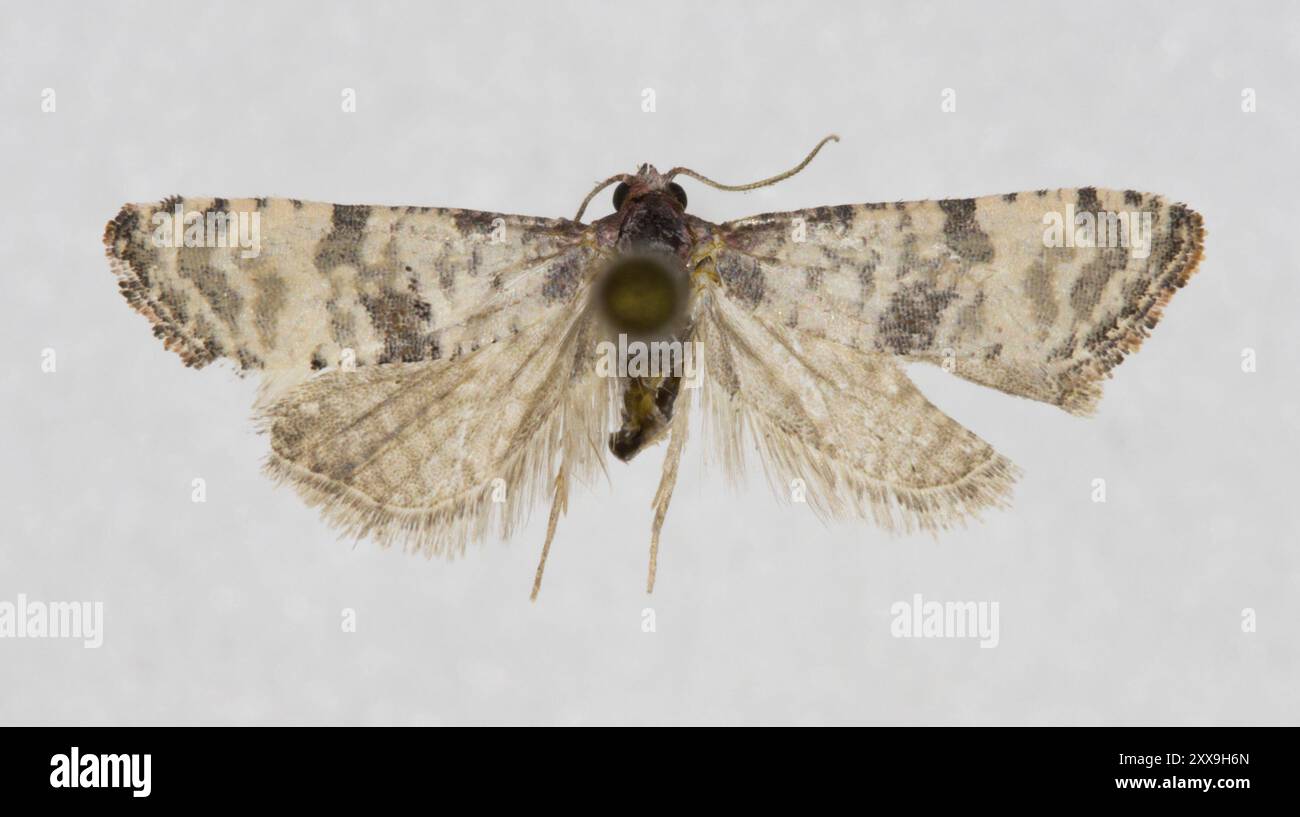 Butterflies and Moths (Lepidoptera) Insecta Stock Photo - Alamy