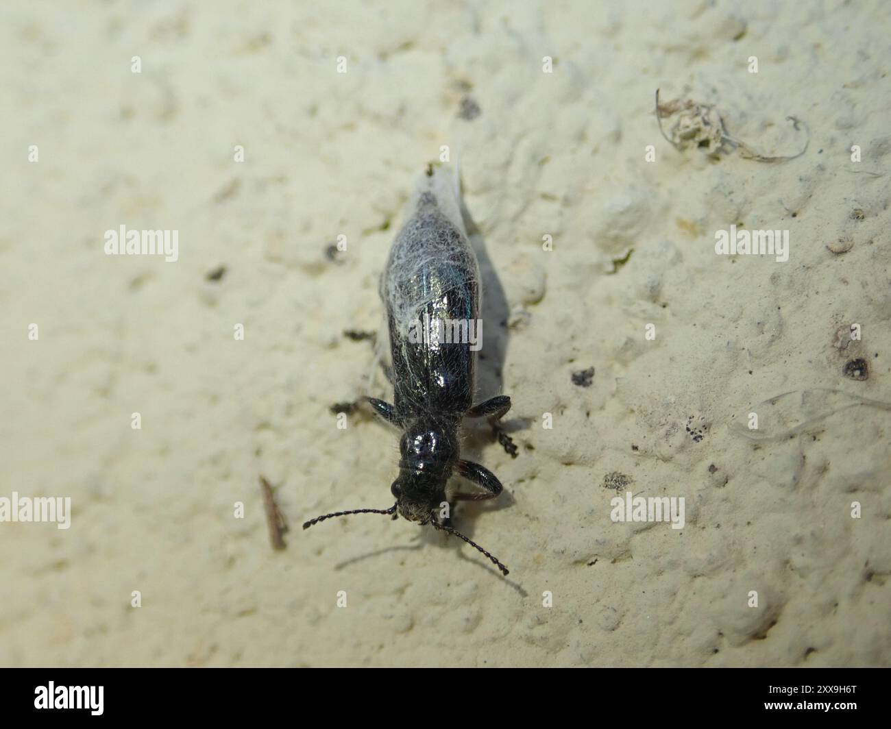 (Balcus violaceus) Insecta Stock Photo - Alamy