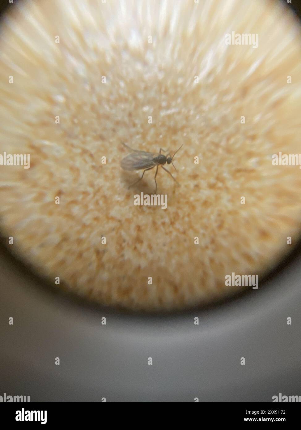 Fungus Gnats and Gall Midges (Sciaroidea) Insecta Stock Photo - Alamy