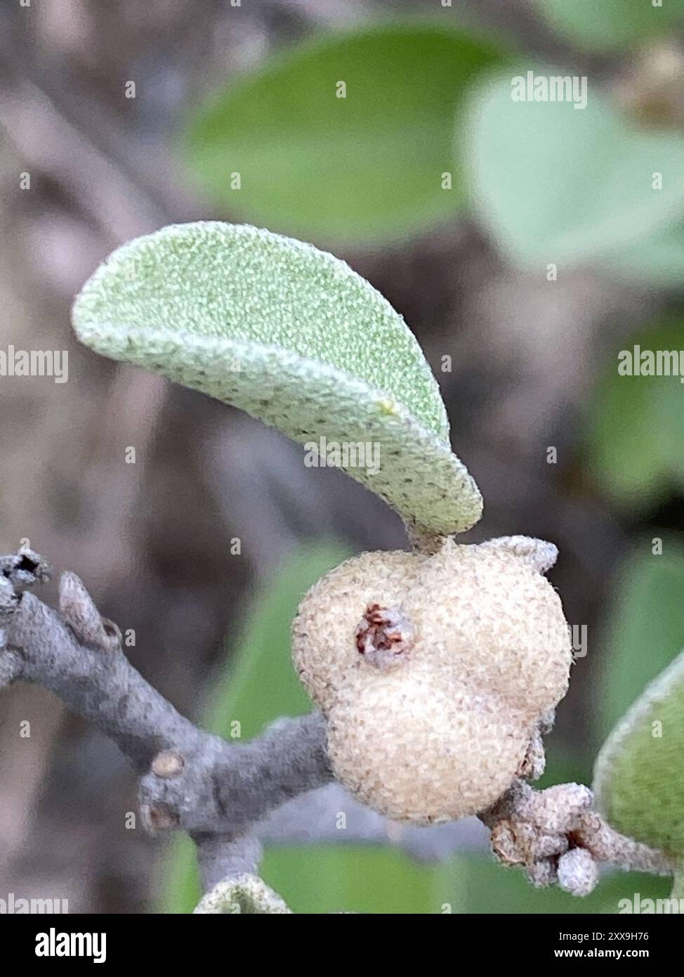 Beach Croton (Croton punctatus) Plantae Stock Photo - Alamy