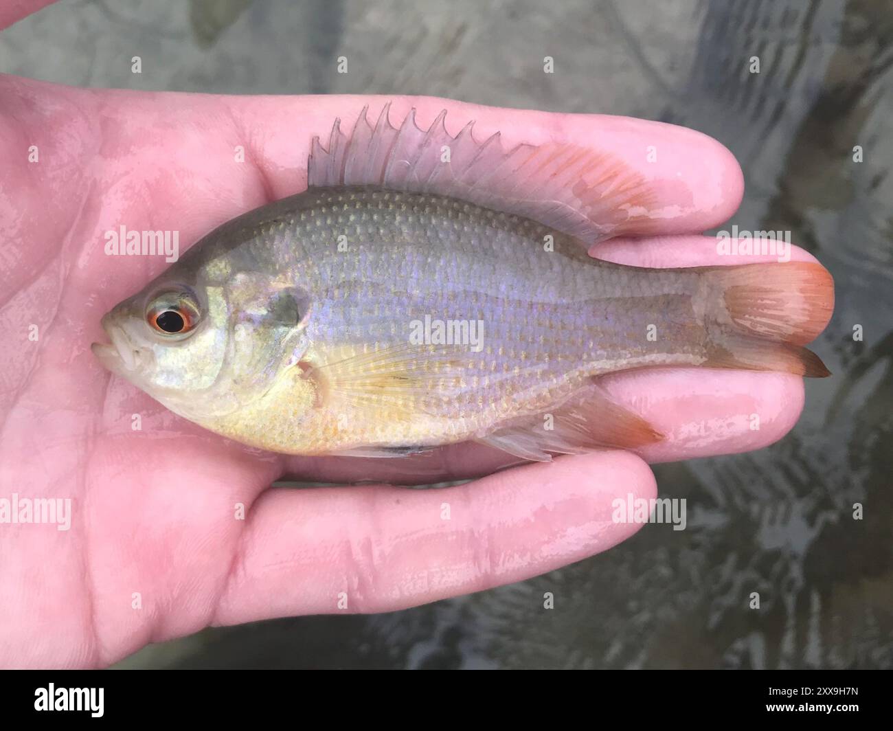 Redspotted Sunfish (Lepomis miniatus) Actinopterygii Stock Photo - Alamy