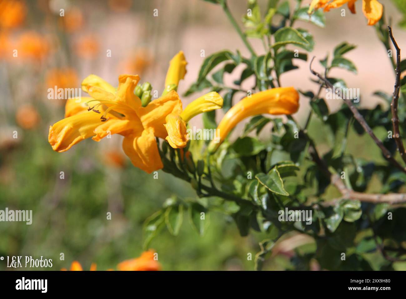 Cape Honeysuckle (Tecomaria capensis) Plantae Stock Photo - Alamy