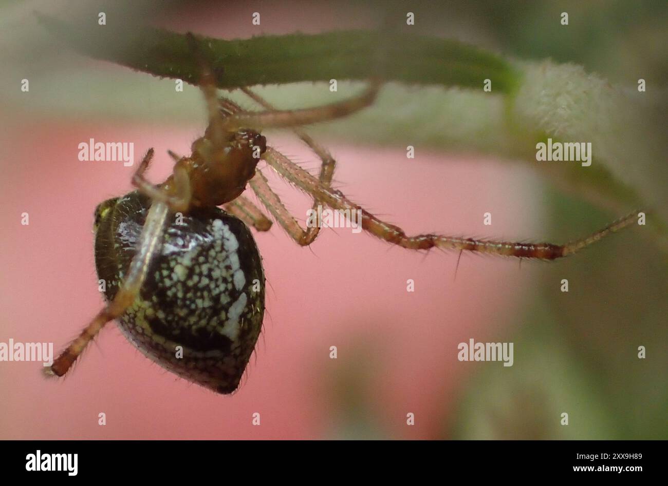 Comb-footed Spiders (Theridiidae) Arachnida Stock Photo - Alamy