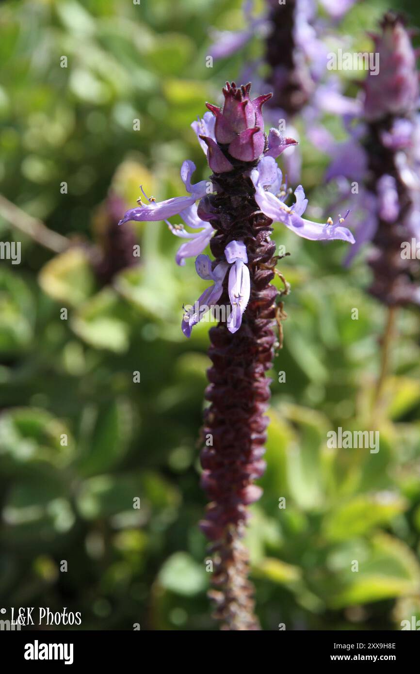 Lobster flower (Coleus neochilus) Plantae Stock Photo - Alamy