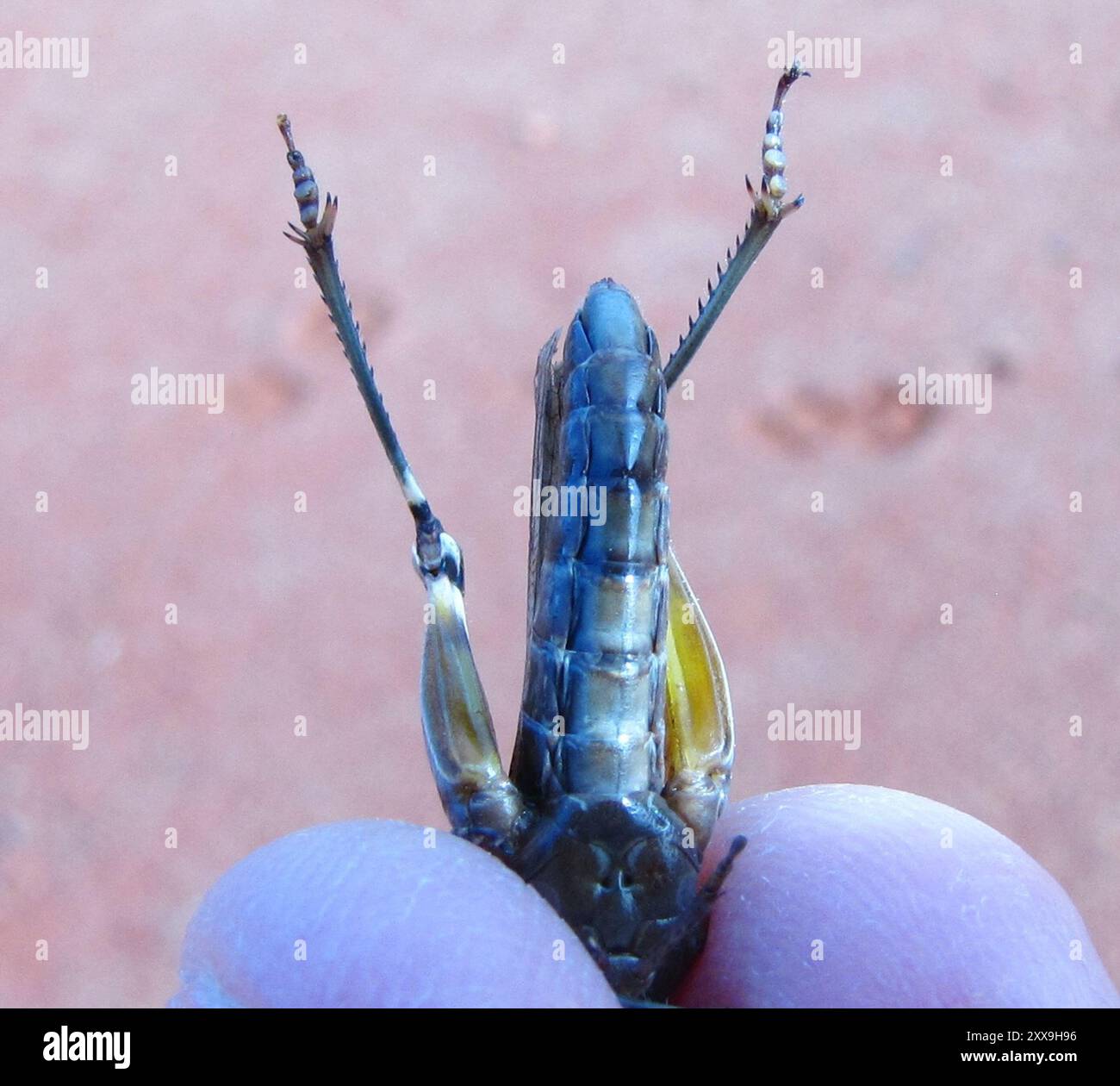 Two-spined Spur-throat Grasshopper (Melanoplus bispinosus) Insecta ...