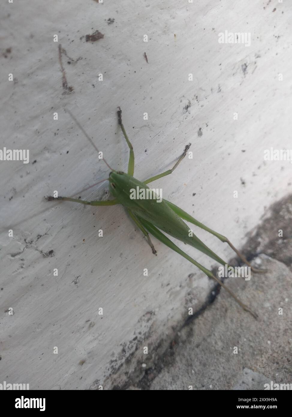 Common Coneheads (Neoconocephalus) Insecta Stock Photo - Alamy