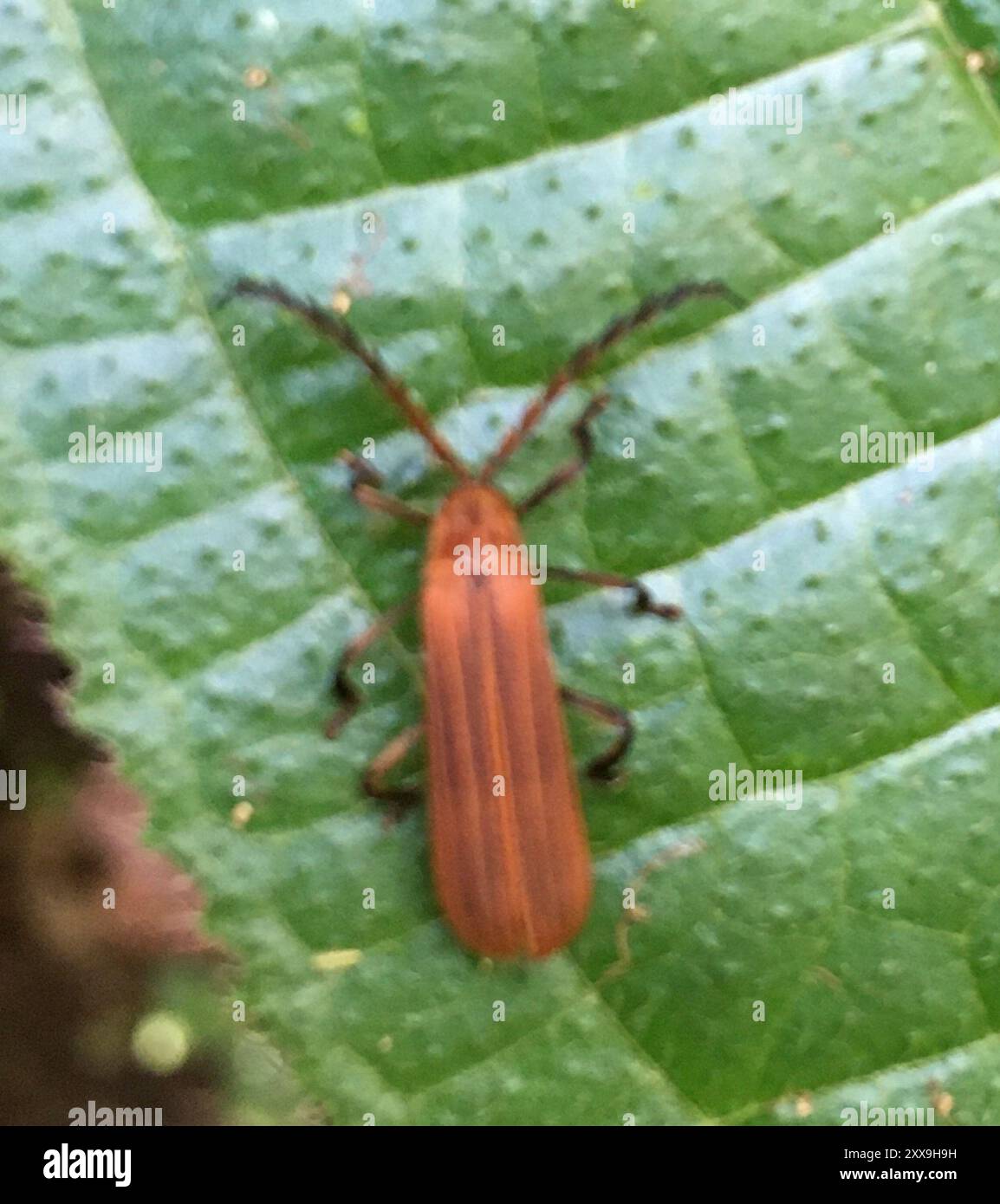 Net-winged Beetles (Lycidae) Insecta Stock Photo - Alamy
