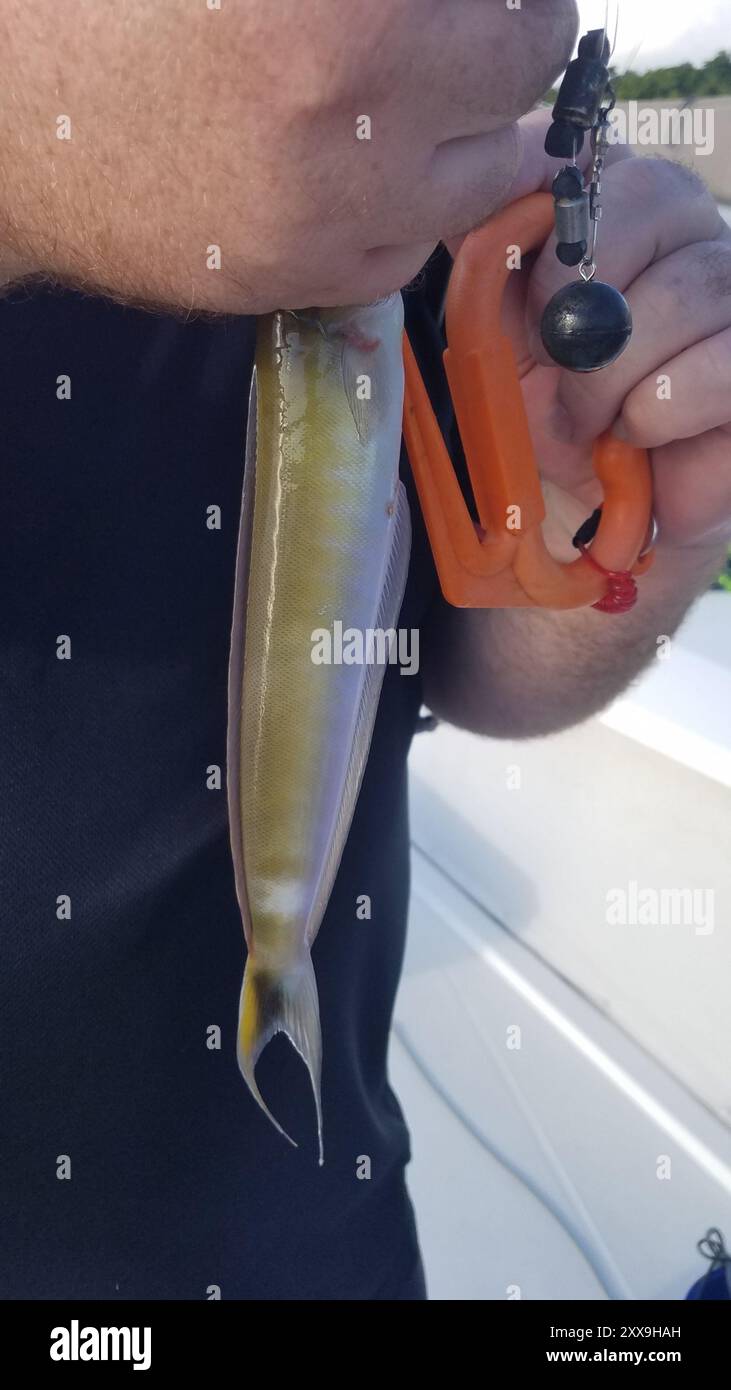 Sand Tilefish (Malacanthus plumieri) Actinopterygii Stock Photo - Alamy