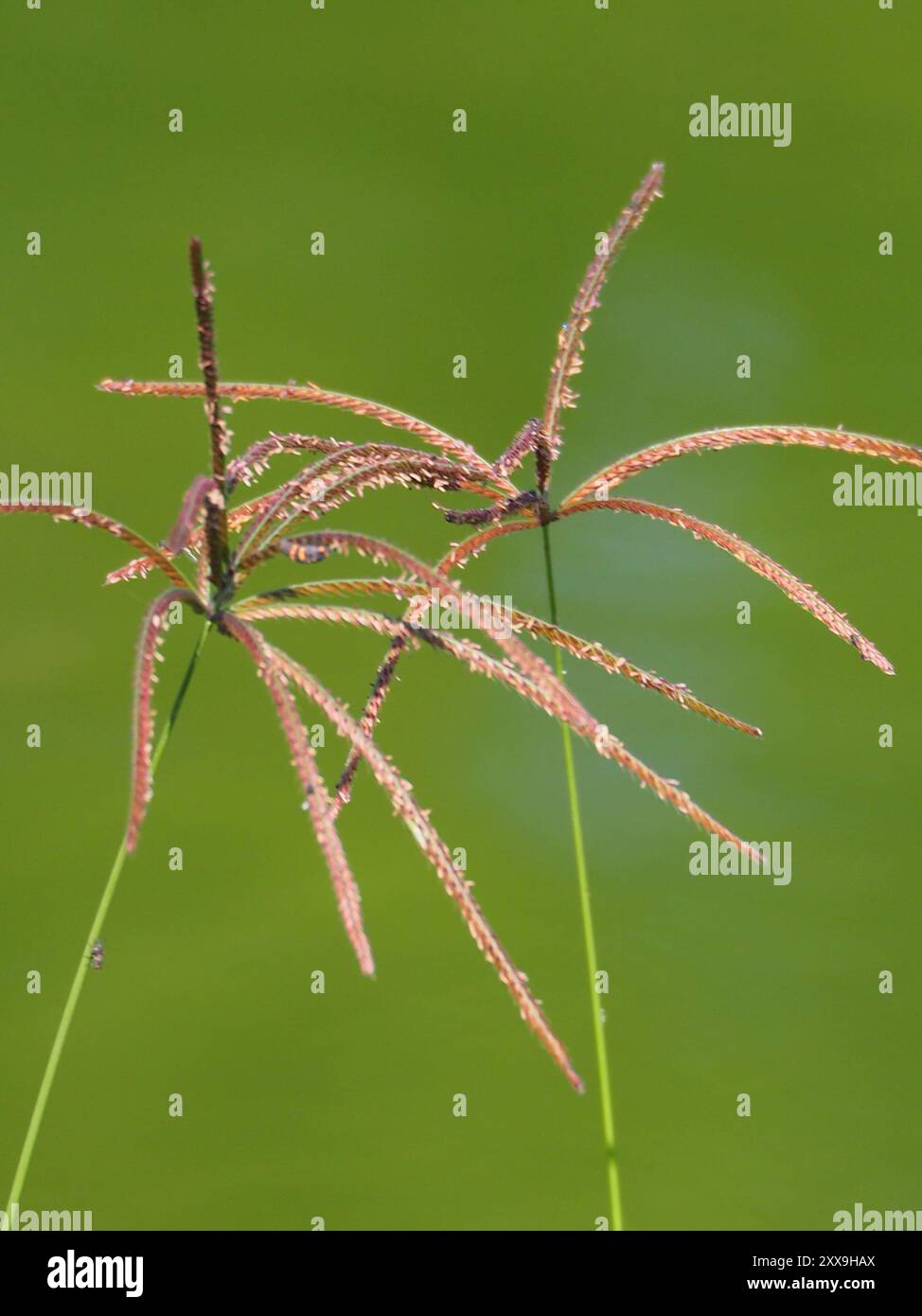 Rhodes Grass (Chloris gayana) Plantae Stock Photo - Alamy
