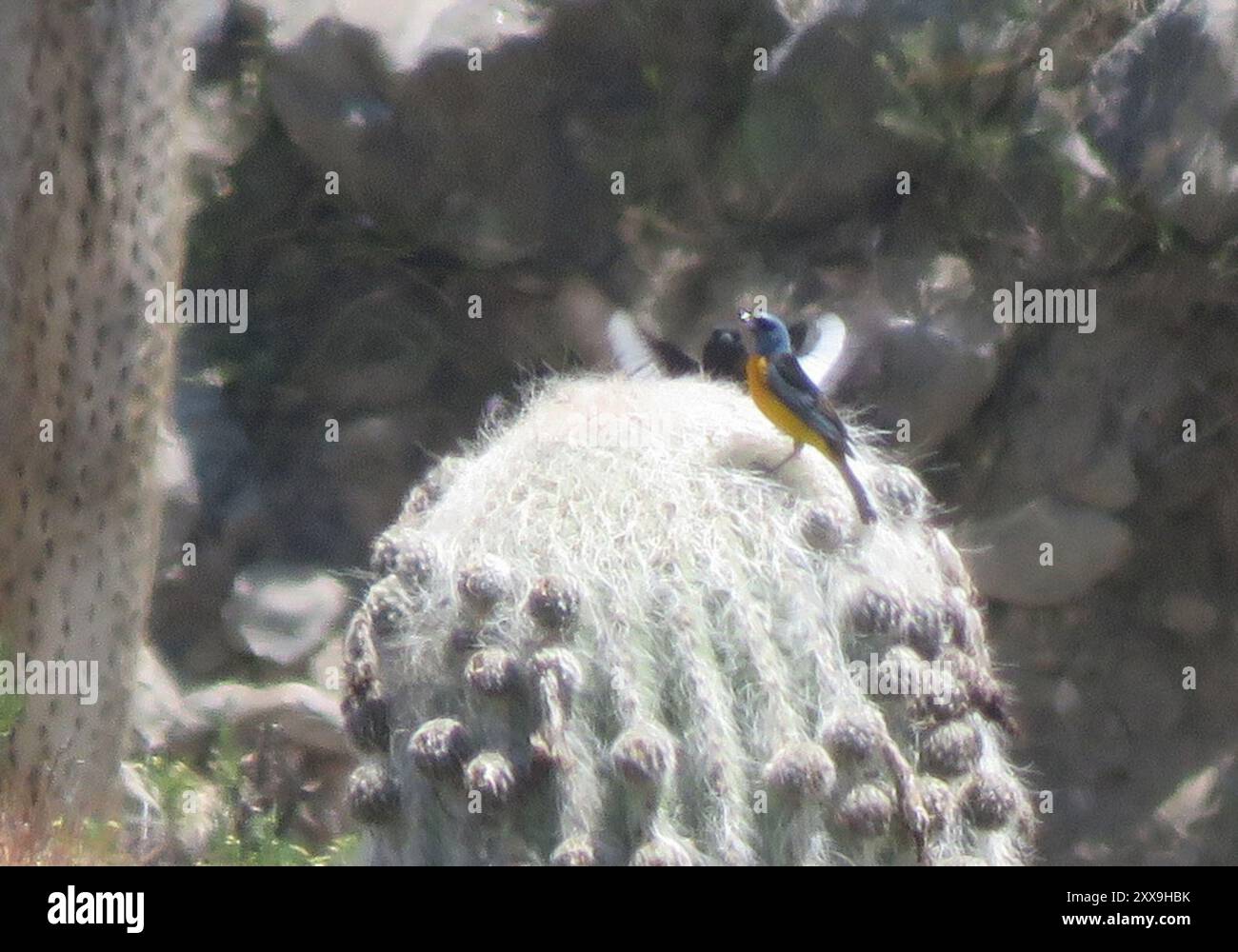 Blue-and-yellow Tanager (Rauenia bonariensis) Aves Stock Photo - Alamy