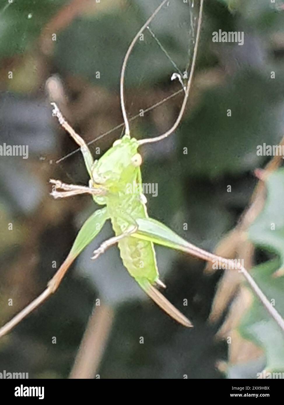 Lesser Meadow Katydids (Conocephalus) Insecta Stock Photo - Alamy