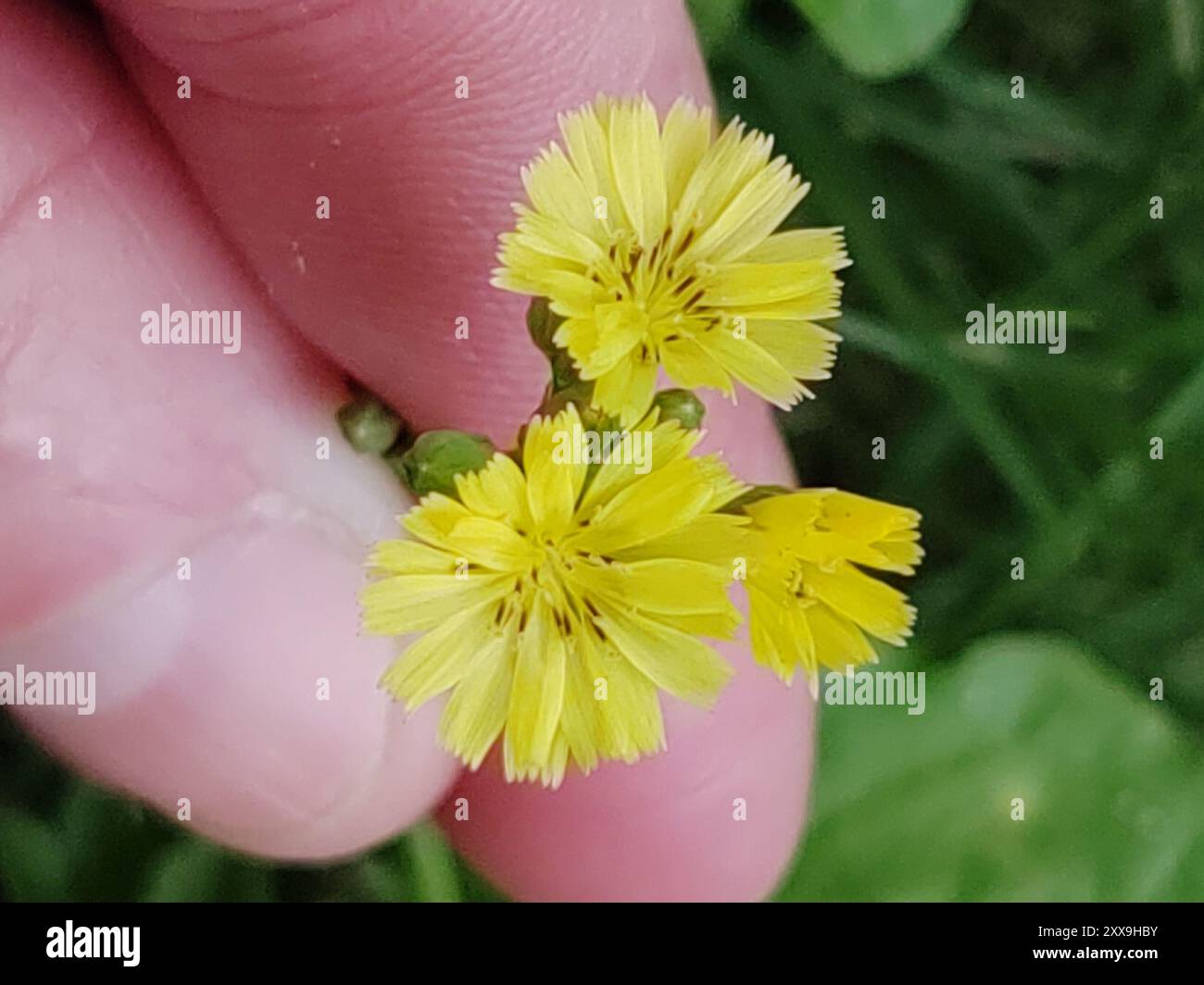 Oriental false hawksbeard (Youngia japonica) Plantae Stock Photo - Alamy