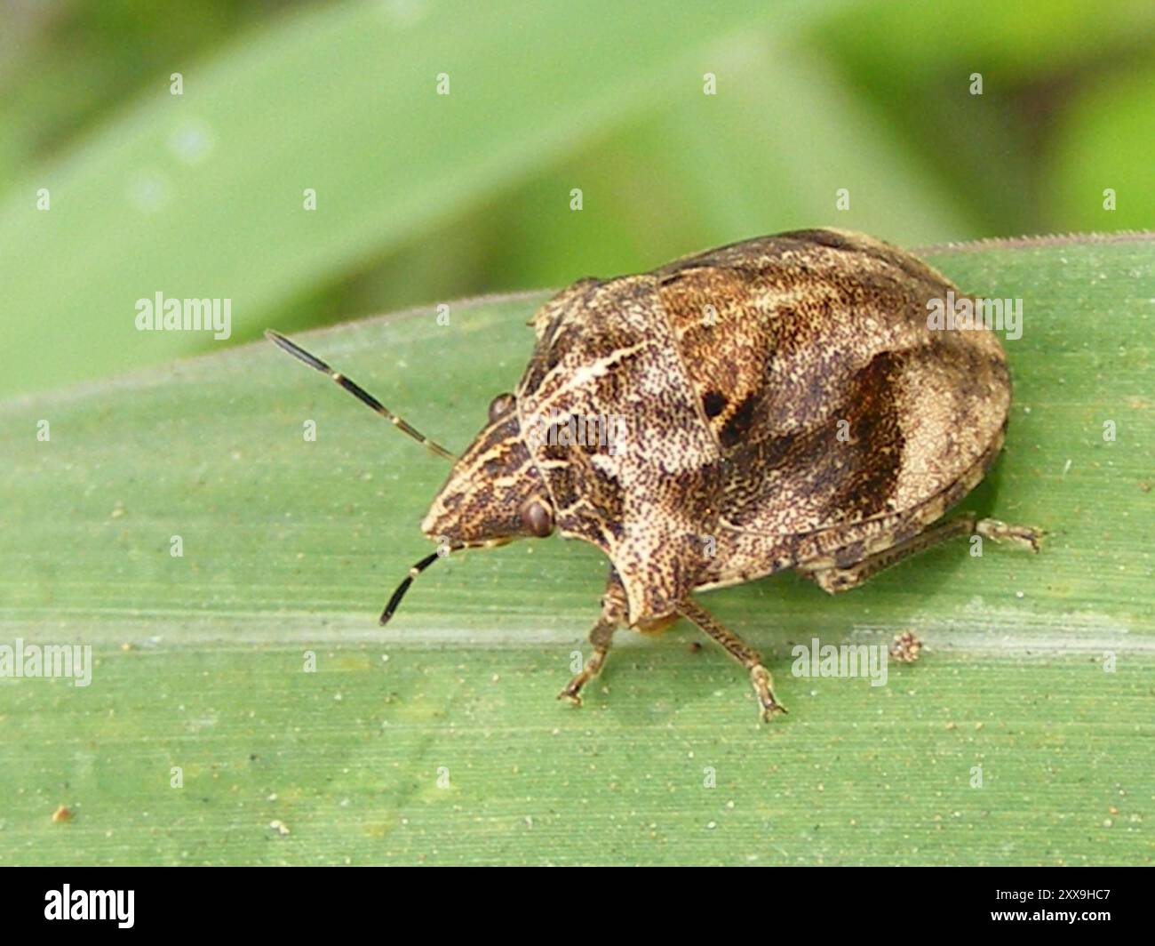 (Hotea subfasciata) Insecta Stock Photo - Alamy