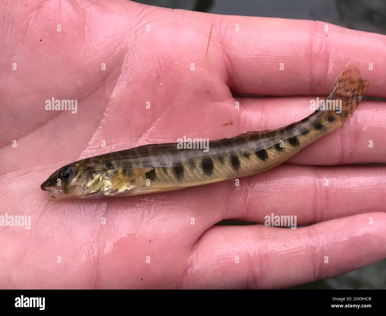 Texas Logperch (Percina carbonaria) Actinopterygii Stock Photo - Alamy