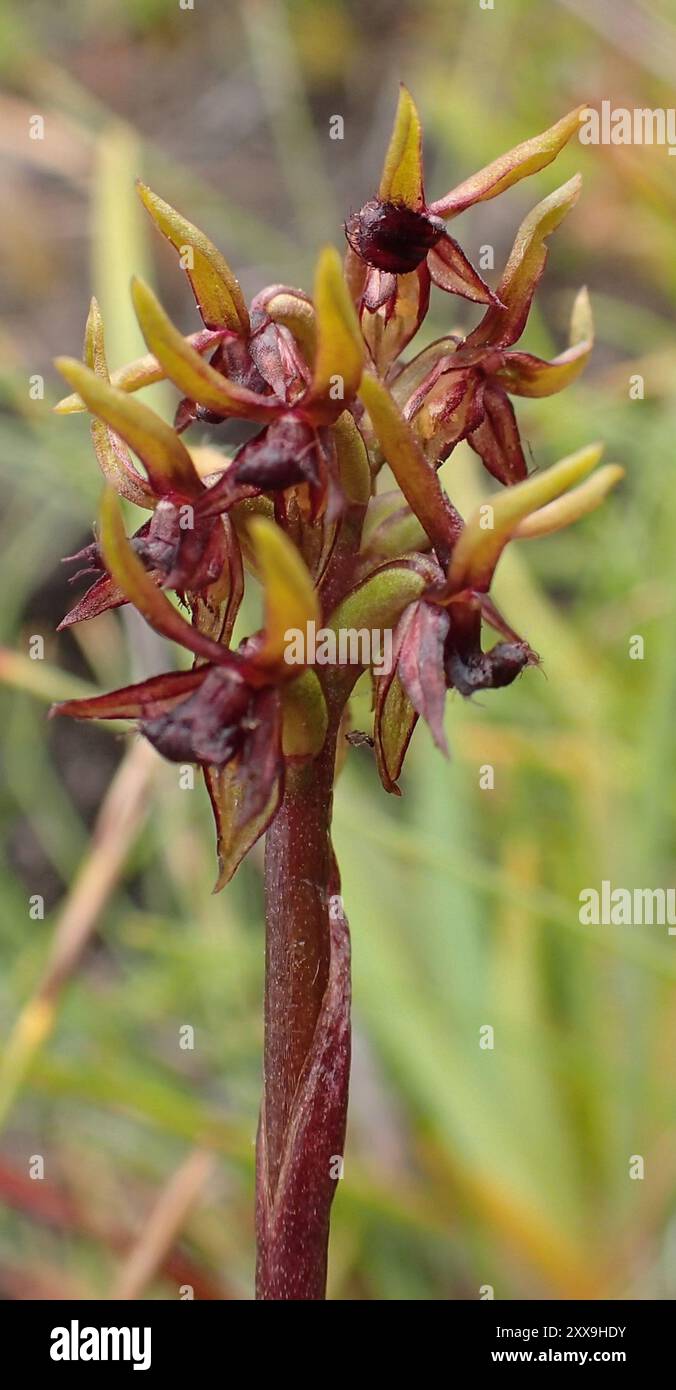 Genoplesium hi-res stock photography and images - Alamy