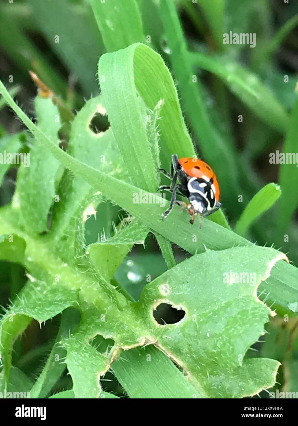 Convergent Lady Beetle (Hippodamia convergens) Insecta Stock Photo - Alamy