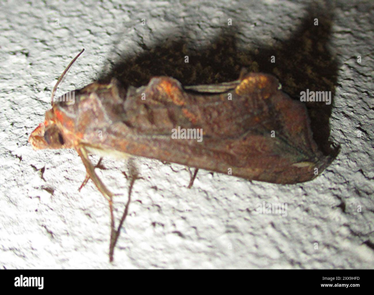 Butterflies and Moths (Lepidoptera) Insecta Stock Photo - Alamy