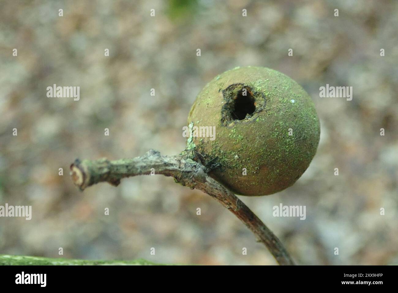 Oak Gall Wasps (Cynipini) Insecta Stock Photo - Alamy