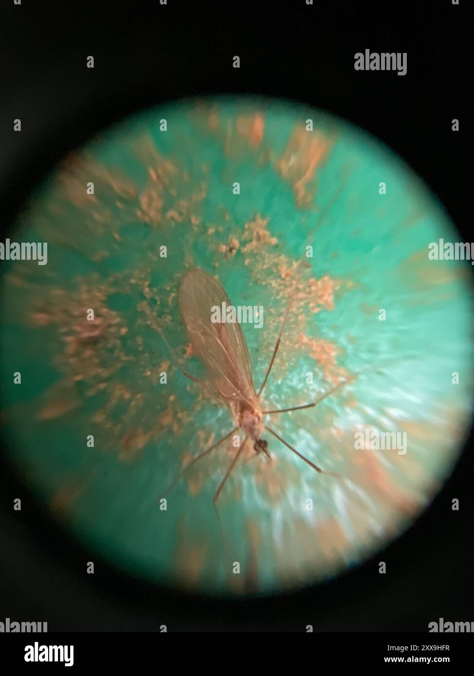 Non-biting Midges (Chironomidae) Insecta Stock Photo - Alamy