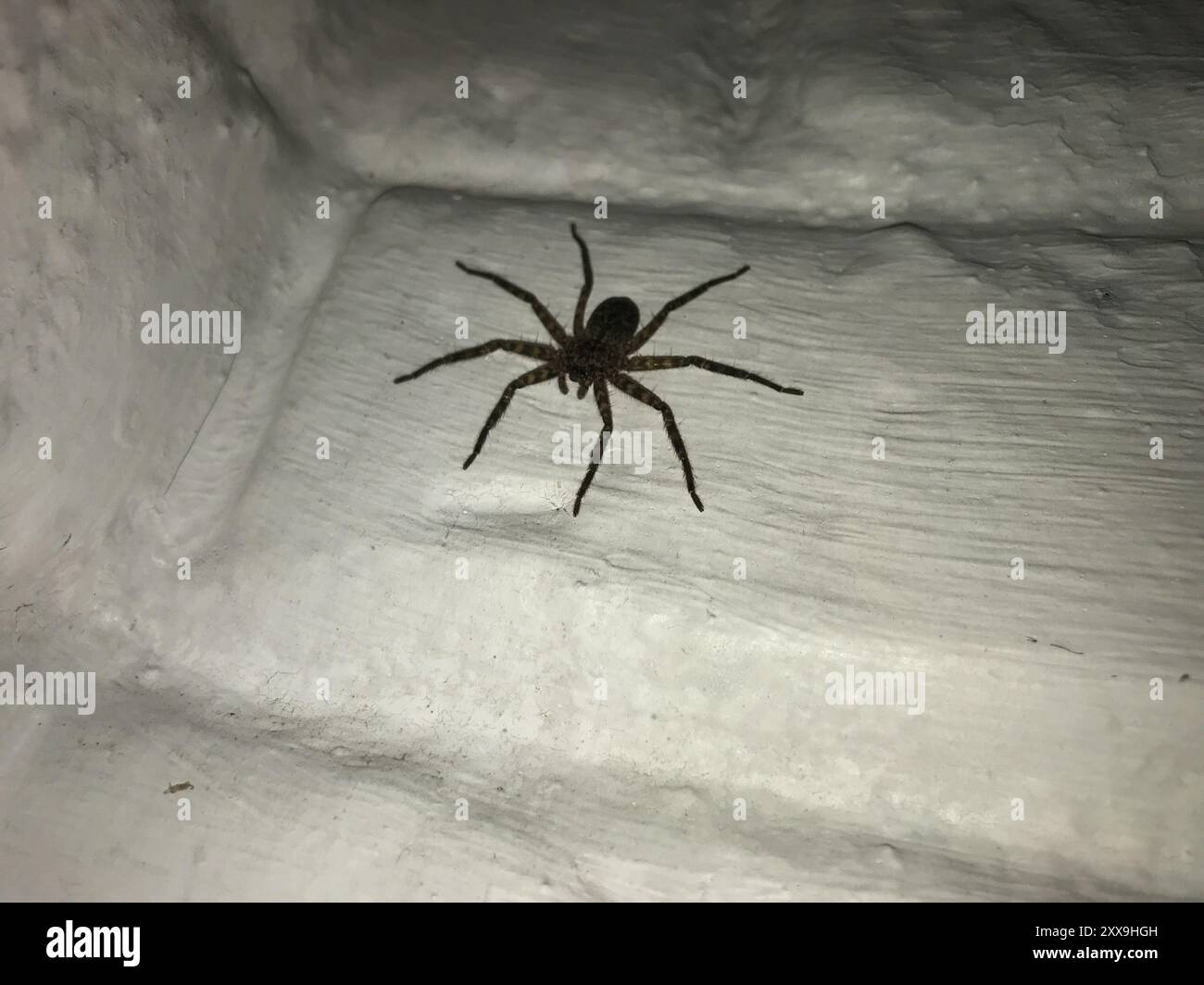 Crescent-eyed Spiders (Selenops) Arachnida Stock Photo - Alamy